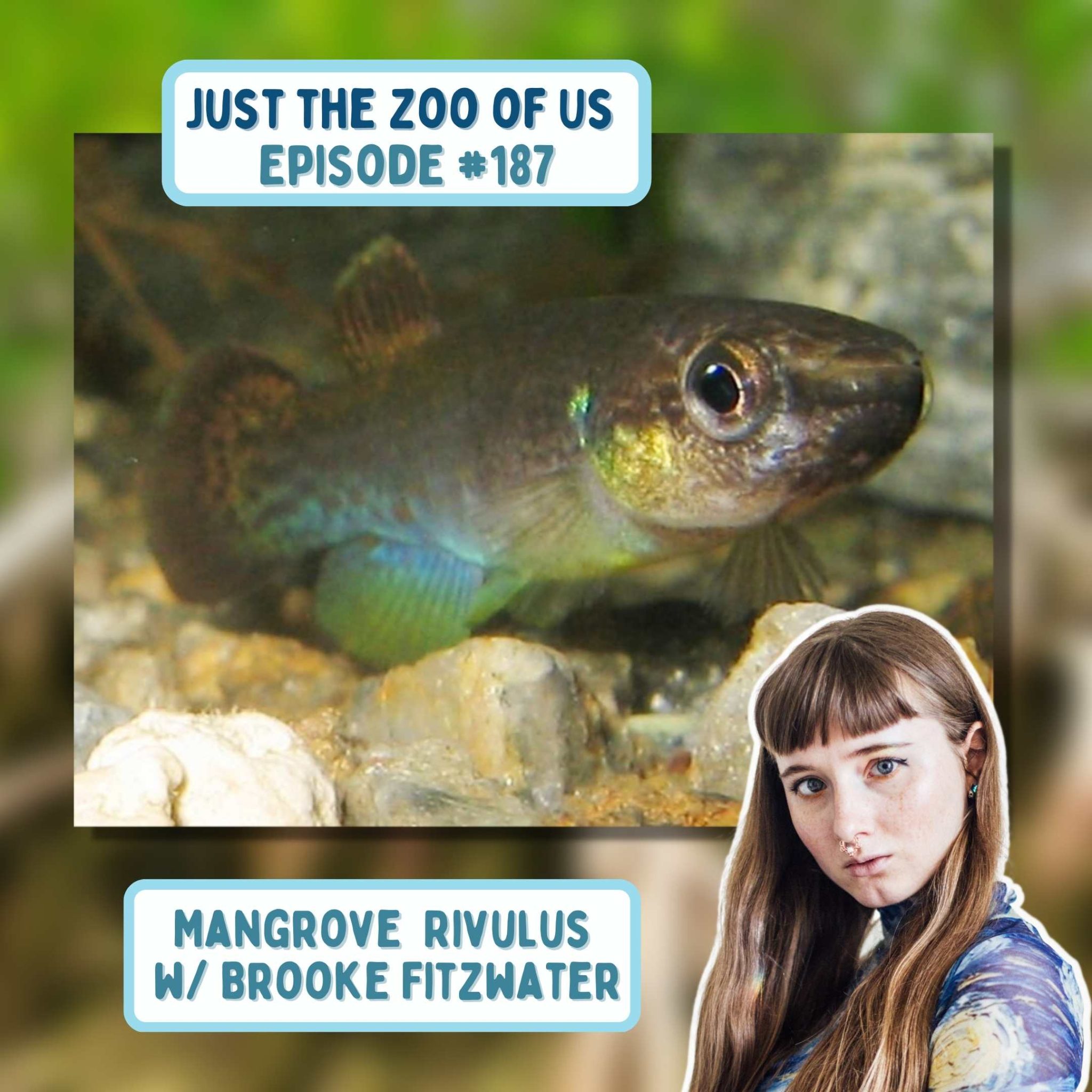 187: Mangrove Rivulus w/ Brooke Fitzwater (AKA “Oceanfilly”)!