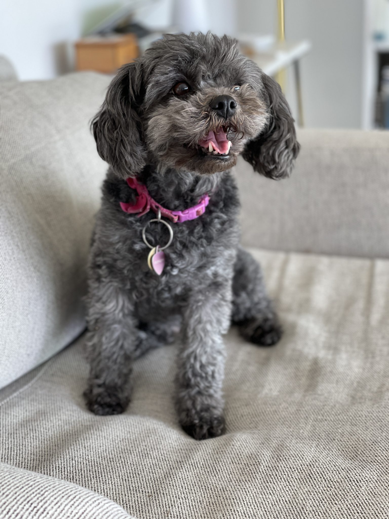 Alie Ward, Gremmie, and Opossums | Maximum Fun